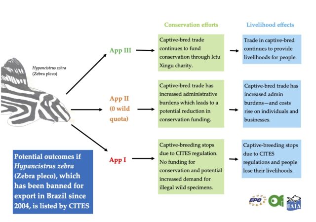 Marine Fish Workshop to be held at CITES CoP 19 | Reef Builders | The ...