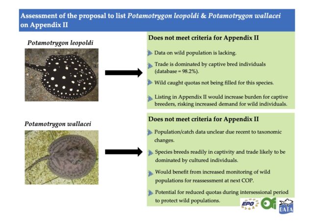 Marine Fish Workshop to be held at CITES CoP 19 | Reef Builders | The ...