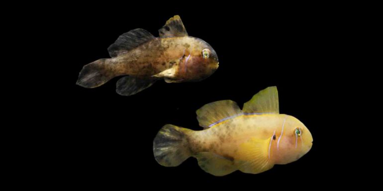 Quality Marine’s Citron gobies come in several funky flavors | Reef ...