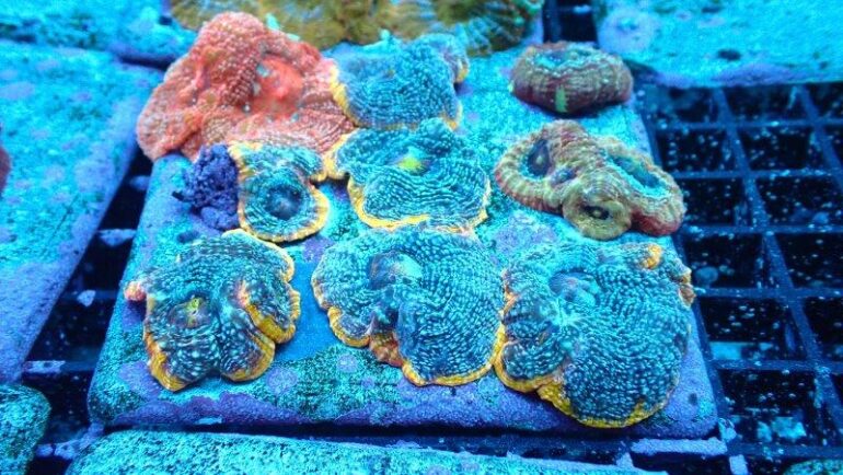 Bowers are UCA’s favorite coral of all | Reef Builders | The Reef and ...