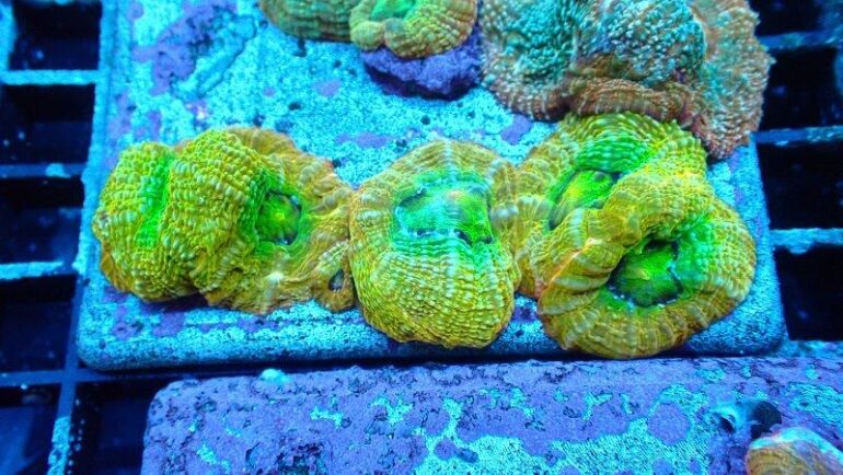 Bowers are UCA’s favorite coral of all | Reef Builders | The Reef and ...