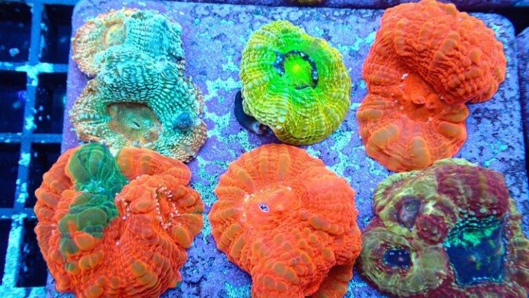 Bowers are UCA’s favorite coral of all | Reef Builders | The Reef and ...