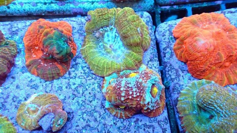 Bowers are UCA’s favorite coral of all | Reef Builders | The Reef and ...