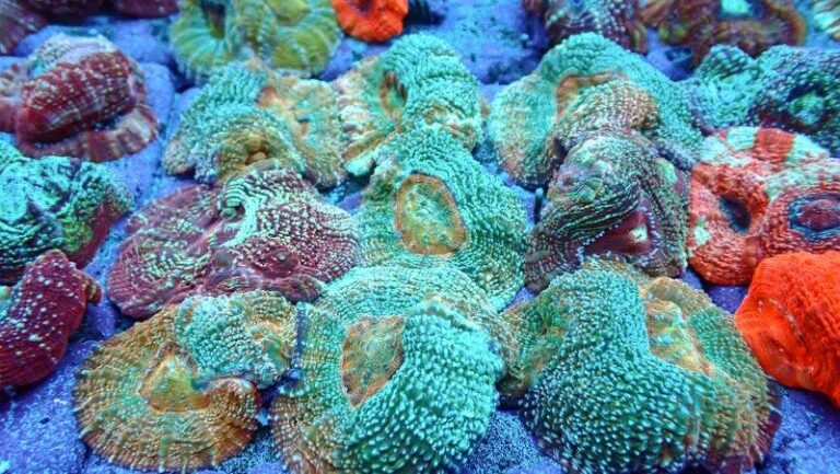 Bowers are UCA’s favorite coral of all | Reef Builders | The Reef and ...