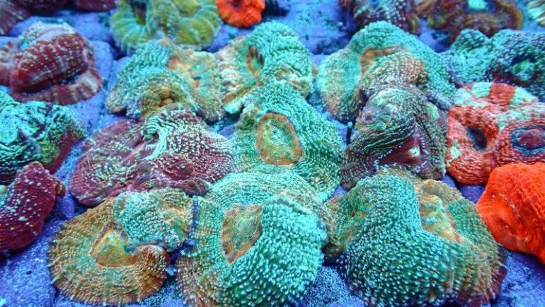 Bowers are UCA’s favorite coral of all | Reef Builders | The Reef and ...