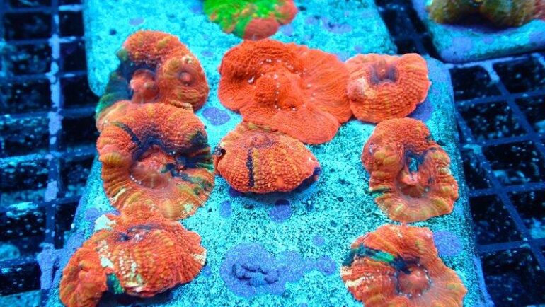Bowers are UCA’s favorite coral of all | Reef Builders | The Reef and ...