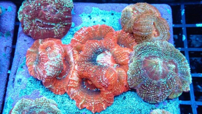 Bowers are UCA’s favorite coral of all | Reef Builders | The Reef and ...