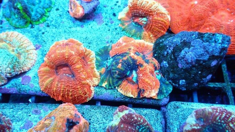 Bowers are UCA’s favorite coral of all | Reef Builders | The Reef and ...