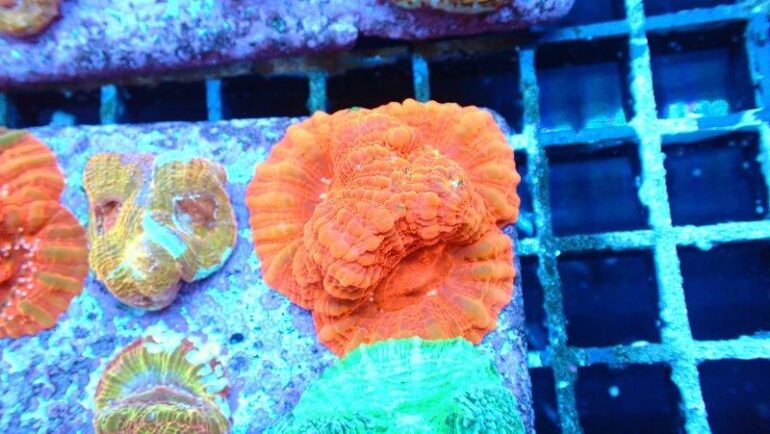 Bowers are UCA’s favorite coral of all | Reef Builders | The Reef and ...