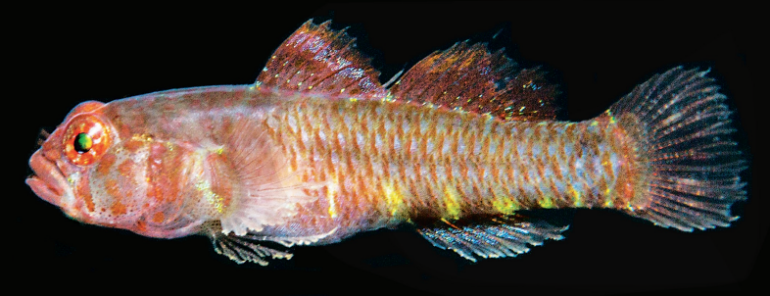 Eviota fluctiphila is a new Dwarfgoby from the Western Pacific | Reef ...