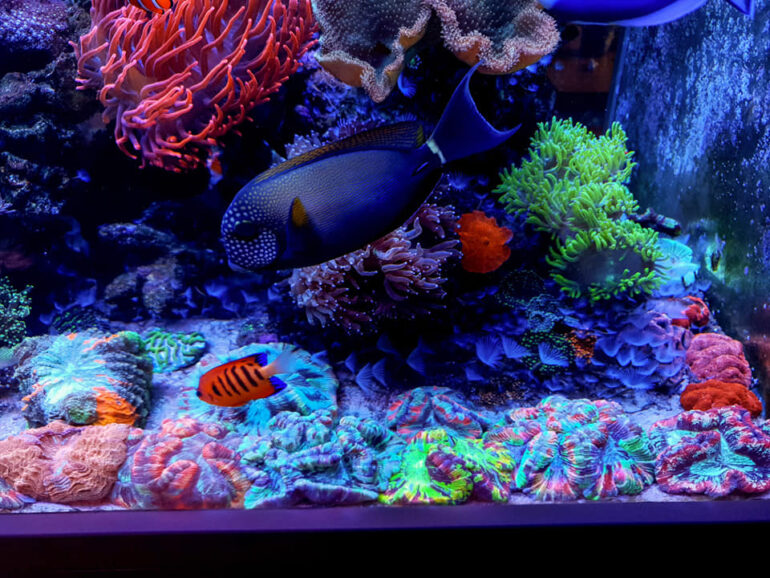 Awesome Fish Spotlight: Freckle Face Tang | Reef Builders | The Reef ...