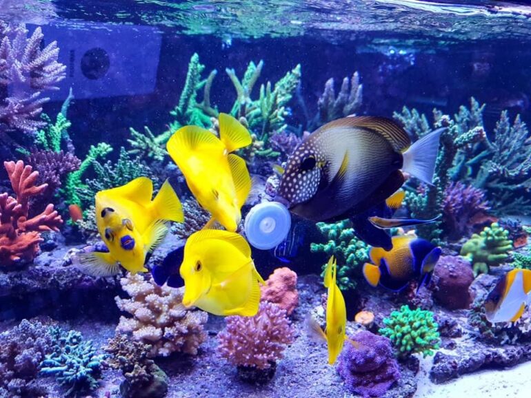 Awesome Fish Spotlight: Freckle Face Tang | Reef Builders | The Reef ...
