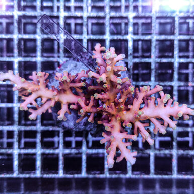 Acropora awi is another deepwater beauty! | Reef Builders | The Reef ...