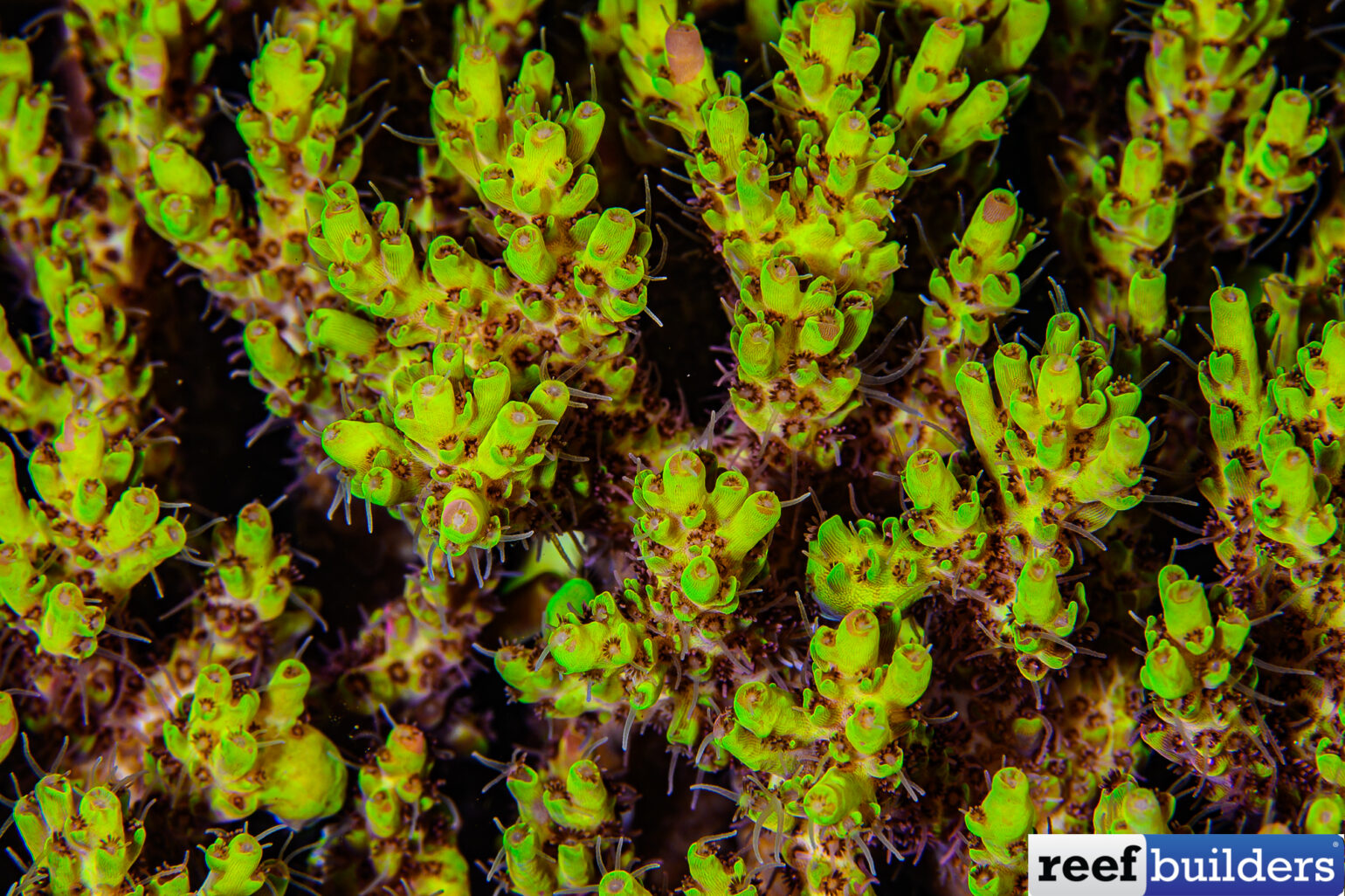 Grafted Pikachu Acropora anthocercis is a rare sight | Reef Builders ...
