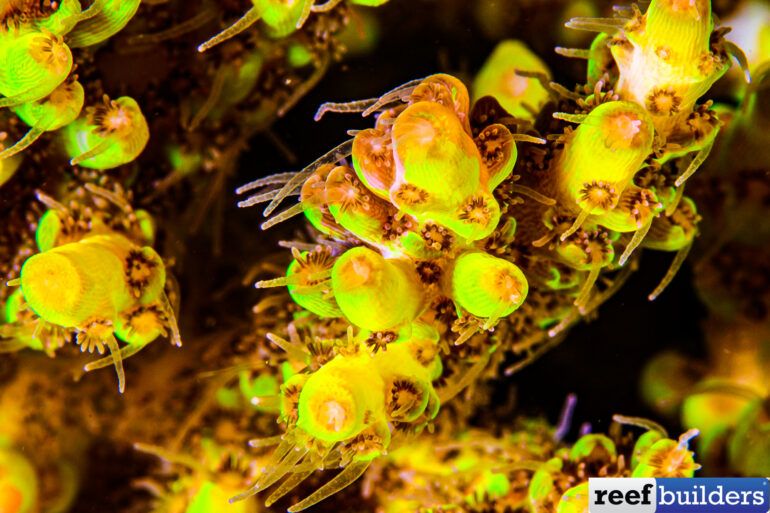 Grafted Pikachu Acropora anthocercis is a rare sight | Reef Builders ...