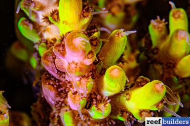 Grafted Pikachu Acropora anthocercis is a rare sight | Reef Builders ...