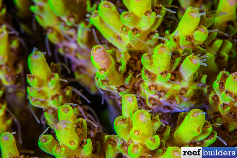 Grafted Pikachu Acropora anthocercis is a rare sight | Reef Builders ...