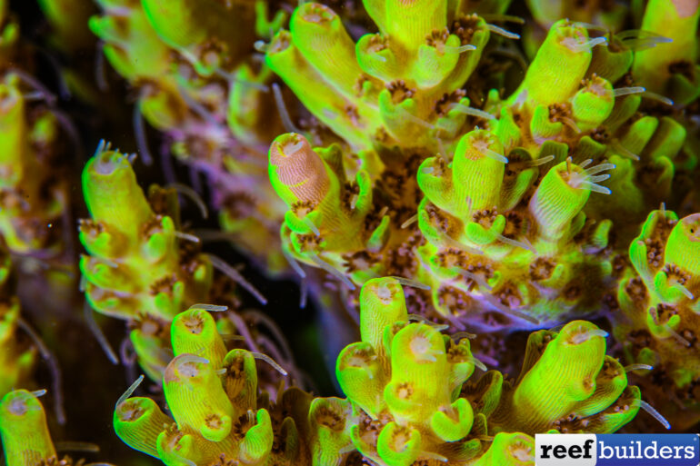 Grafted Pikachu Acropora anthocercis is a rare sight | Reef Builders ...