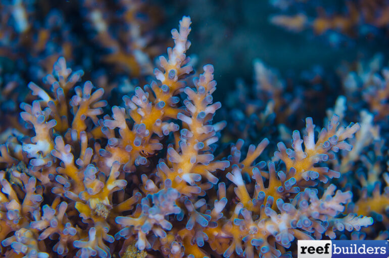 Acropora awi is another deepwater beauty! | Reef Builders | The Reef ...