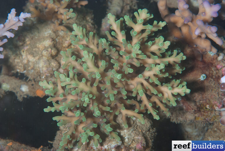 Acropora awi is another deepwater beauty! | Reef Builders | The Reef ...