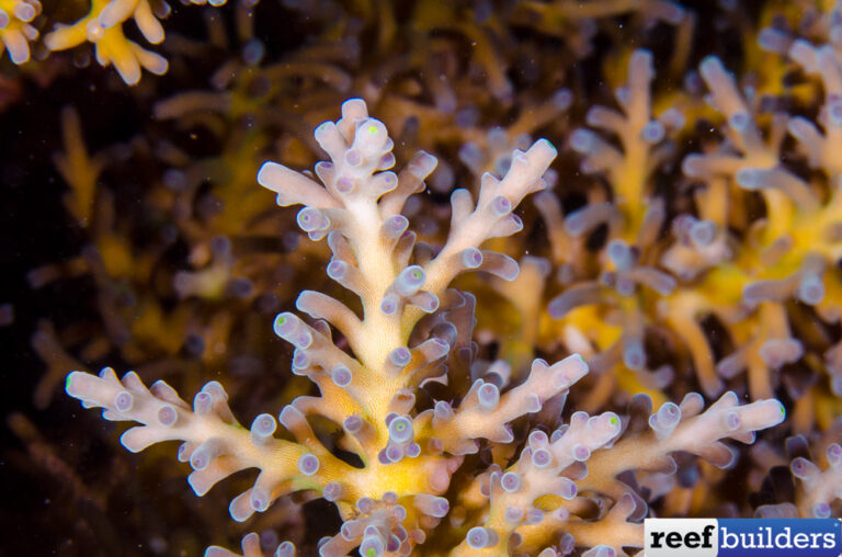 Acropora awi is another deepwater beauty! | Reef Builders | The Reef ...