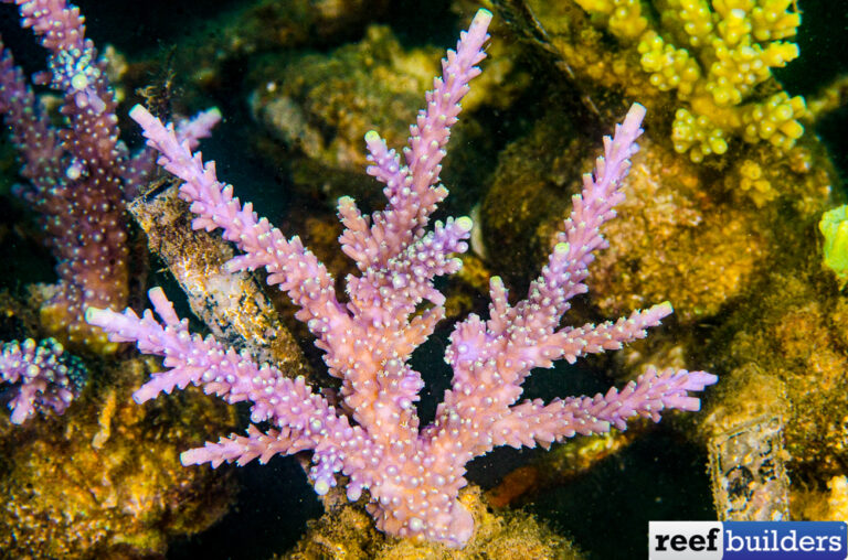 Acropora horrida has so much aquarium potential | Reef Builders | The ...