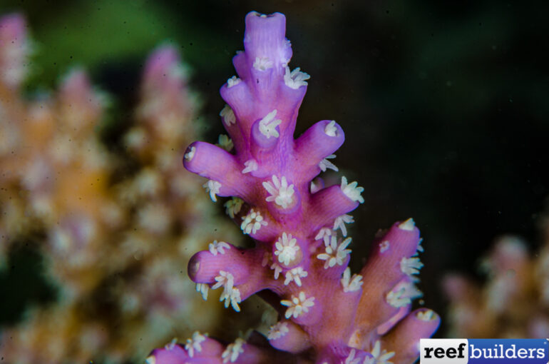 Acropora horrida has so much aquarium potential | Reef Builders | The ...