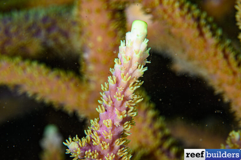 Acropora horrida has so much aquarium potential | Reef Builders | The ...