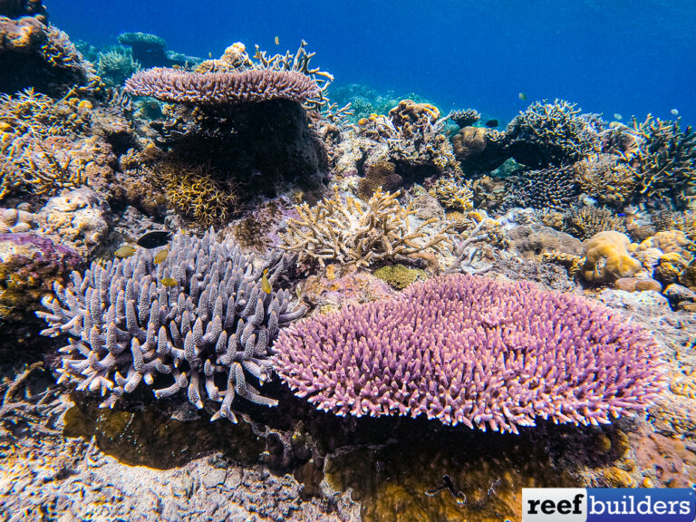 Study Reveals How Corals Gain N and P in Darwin’s Paradox | Reef ...
