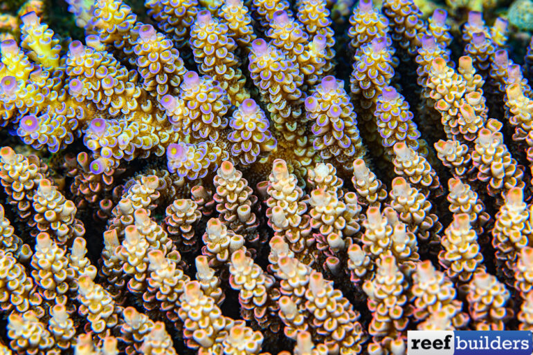 Acropora tenuis is both the easiest and the hardest at the same time ...