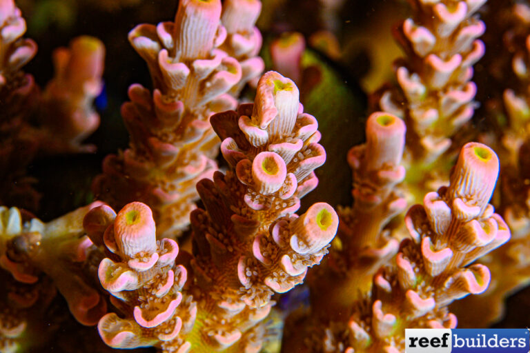 Acropora tenuis is both the easiest and the hardest at the same time | Reef Builders | The Reef ...