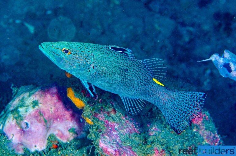 Atblue’s Arrowhead Soapfish is the cousin of Dr. Seuss | Reef Builders ...