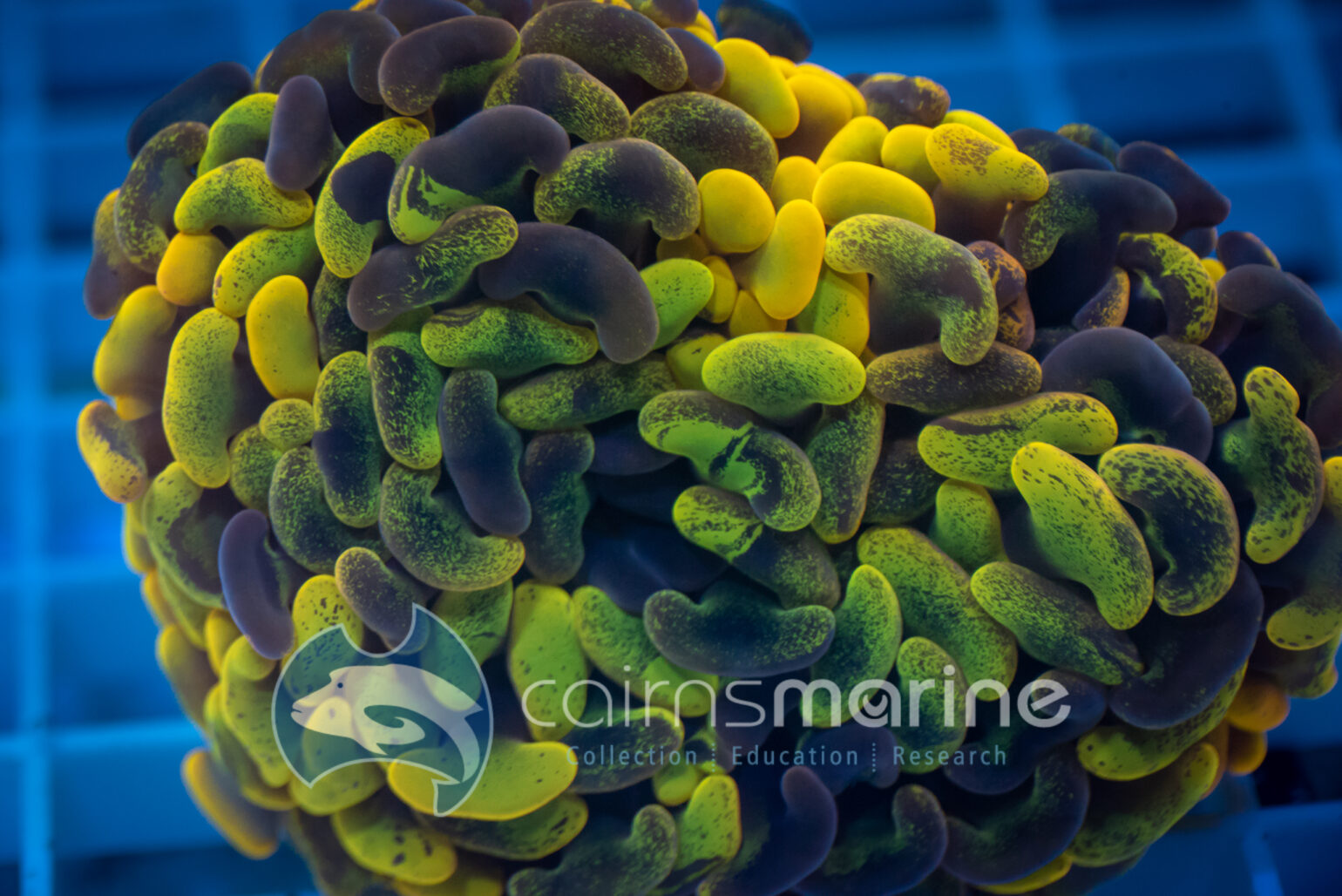 Cairns Marine’s Yellow Mottled Hammer Coral has us going Bananas | Reef ...