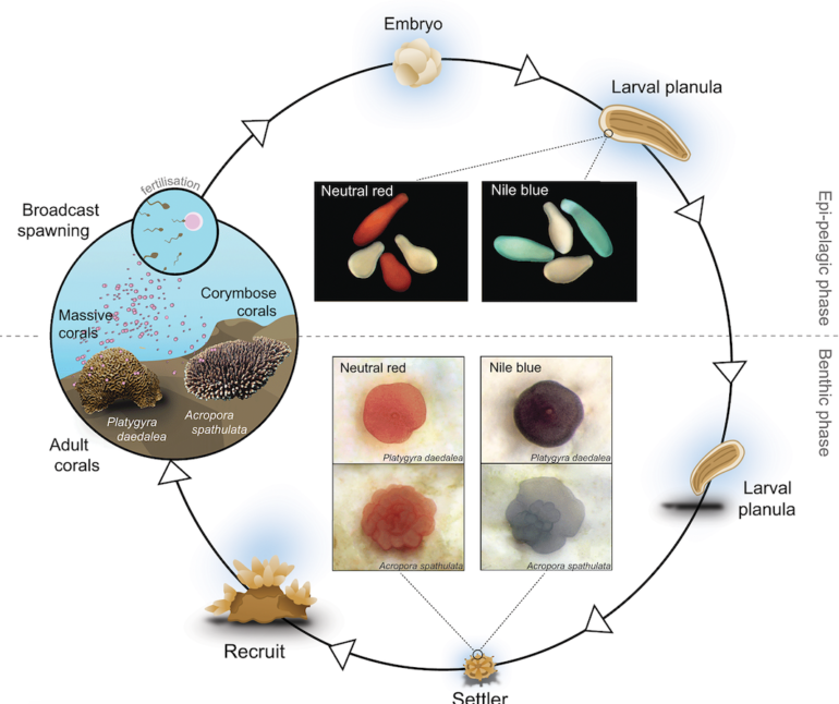 Coral larvae successfully stained to track dispersal and settlement ...