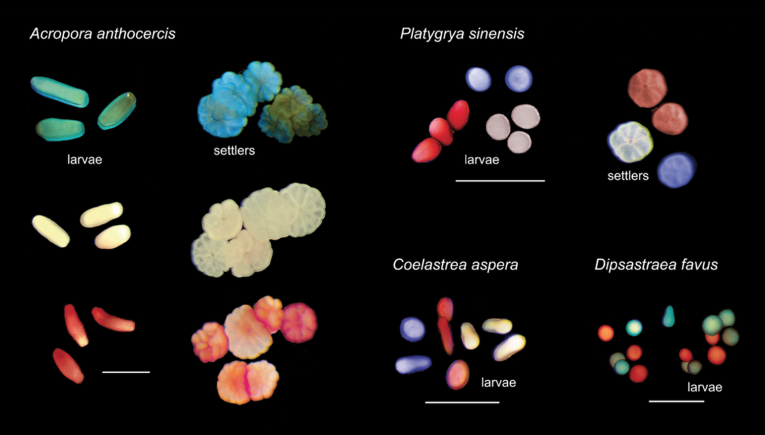 Coral larvae successfully stained to track dispersal and settlement ...