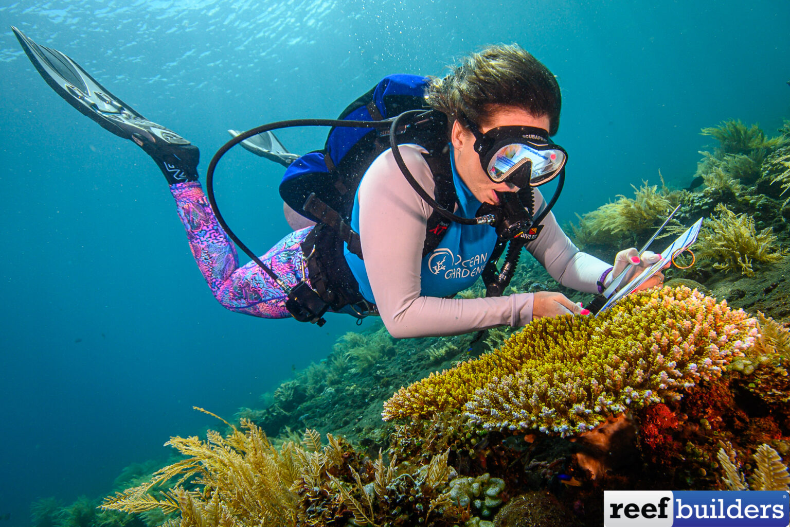 Grafted Pikachu Acropora anthocercis is a rare sight | Reef Builders ...