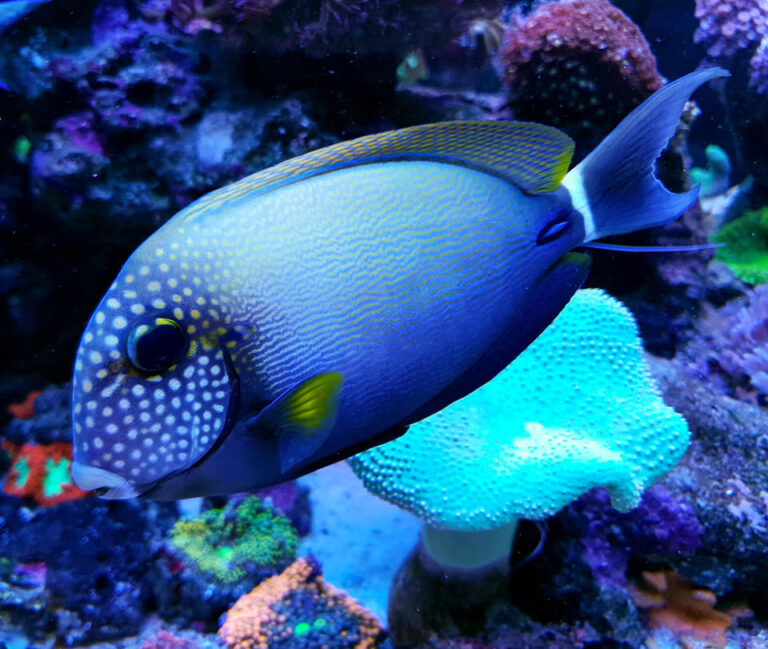Awesome Fish Spotlight: Freckle Face Tang | Reef Builders | The Reef ...