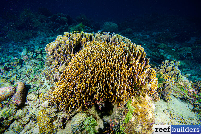 Heliopora hiberniana is more common than we thought | Reef Builders ...