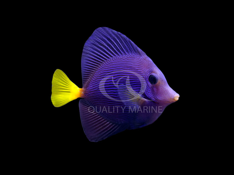 Quality Marine adds the Purple Tang to their captive breeding success ...