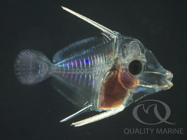 Quality Marine adds the Purple Tang to their captive breeding success ...