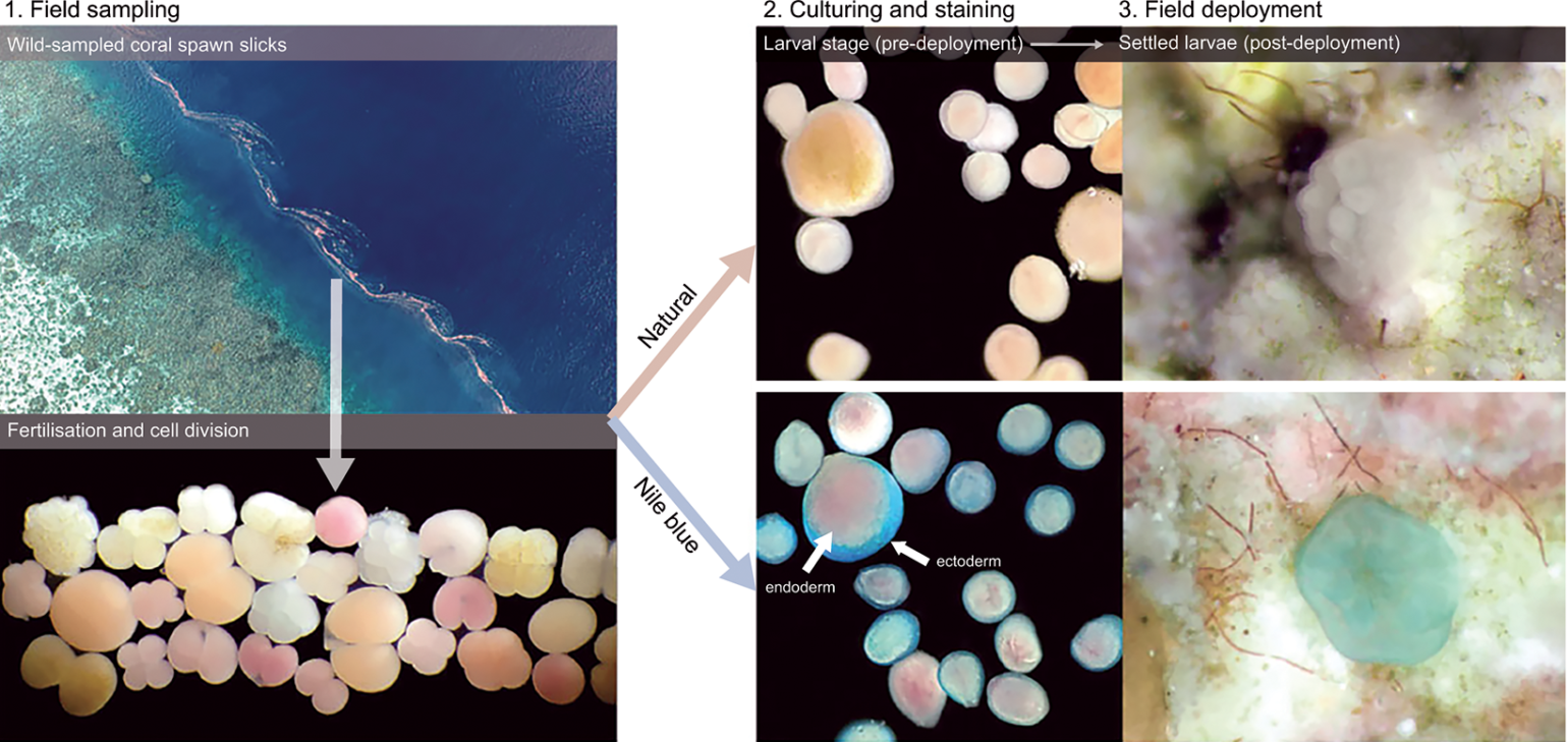 Coral larvae successfully stained to track dispersal and settlement ...