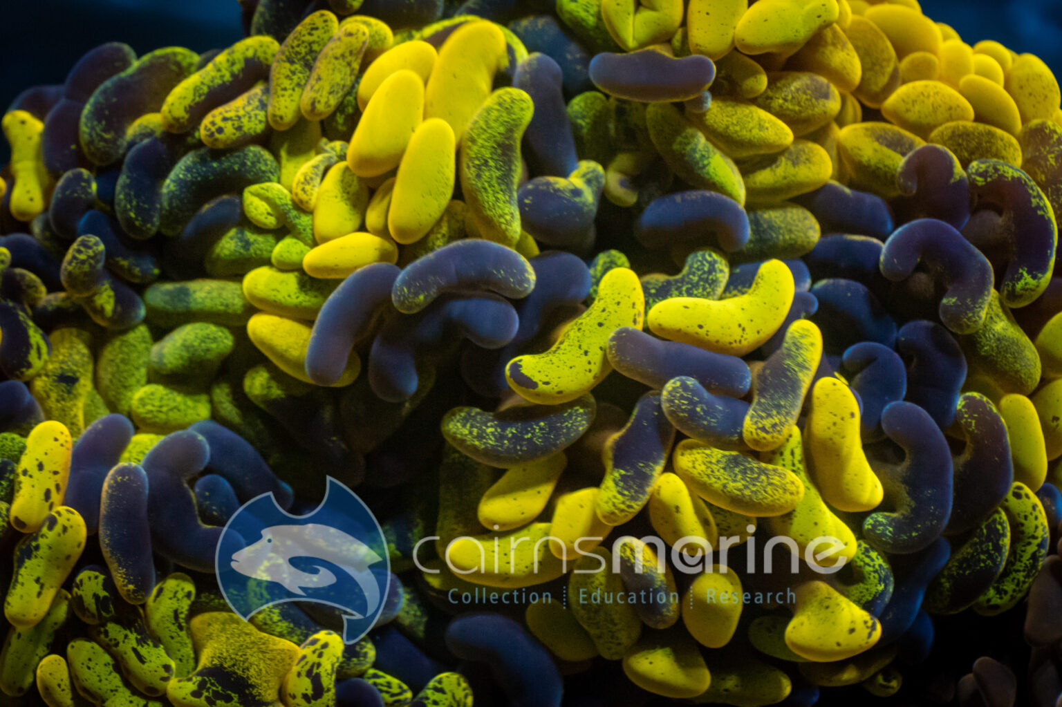 Diversity of South Pacific Maxima clams revealed in Tahiti Marine video ...