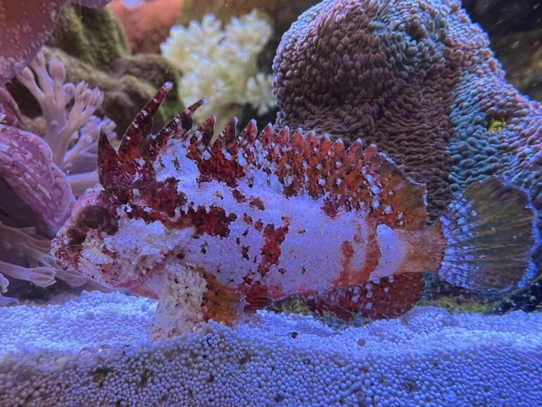 Things With Stings Reef is a collection of all things venomous | Reef ...