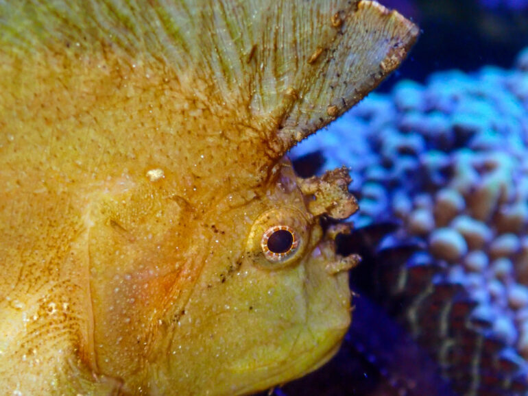 Things With Stings Reef is a collection of all things venomous | Reef ...