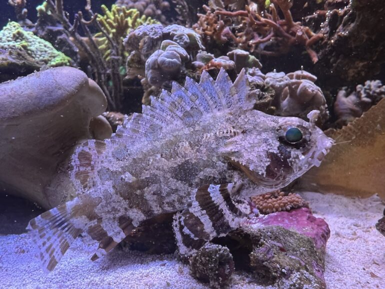 Things With Stings Reef is a collection of all things venomous | Reef ...