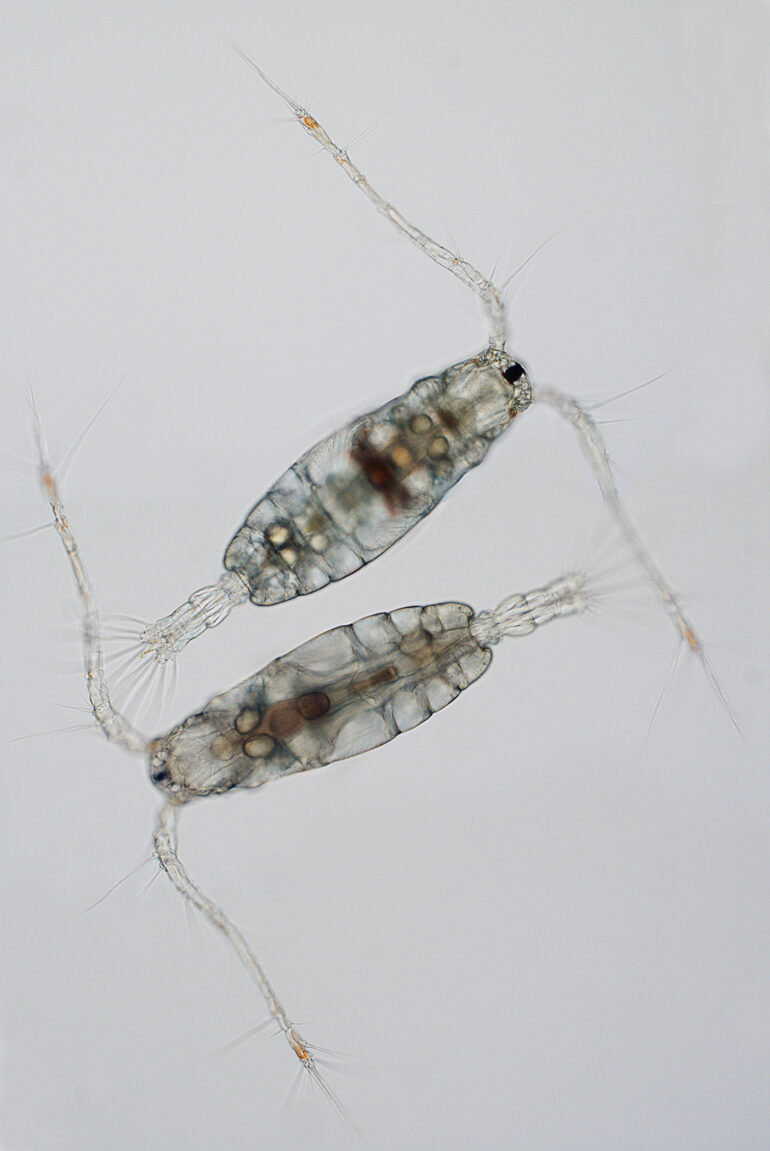 Are Resting Copepod eggs the next Aquaculture revolution? | Reef ...