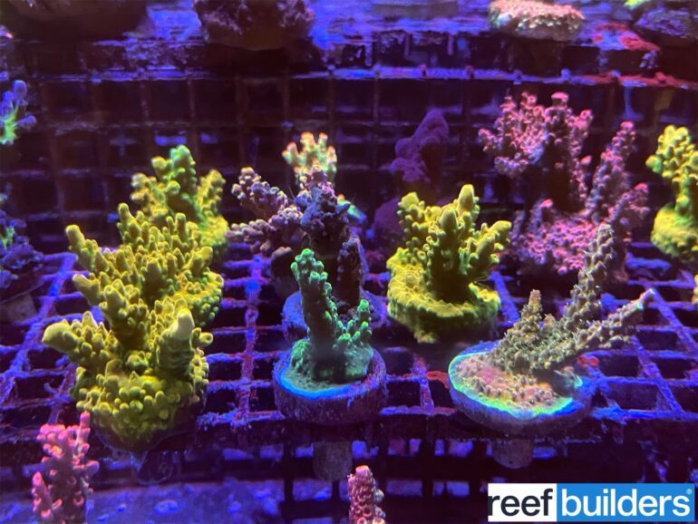 Make AAC part of your saltwater fish store Grand Tour | Reef Builders ...