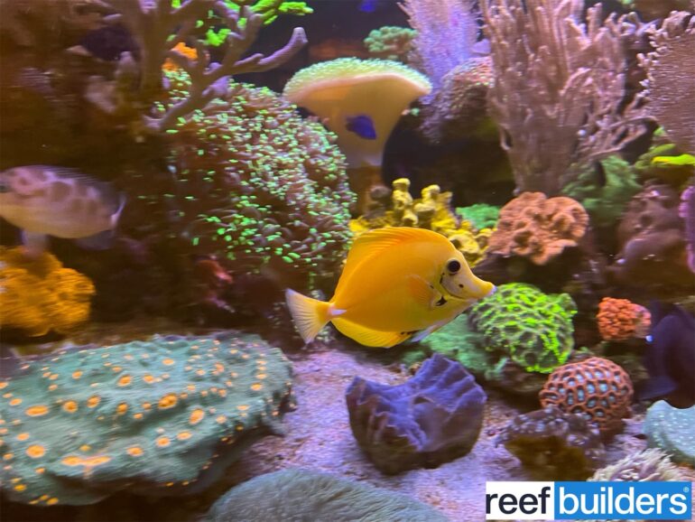 Make AAC part of your saltwater fish store Grand Tour | Reef Builders ...