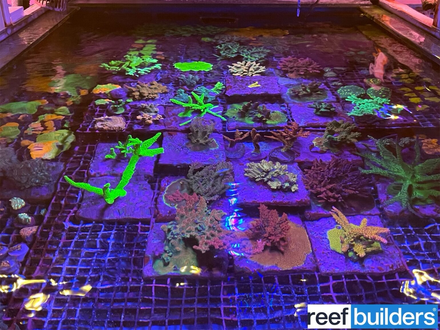 Make AAC part of your saltwater fish store Grand Tour | Reef Builders ...