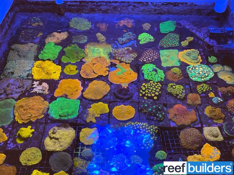 Make AAC part of your saltwater fish store Grand Tour | Reef Builders ...